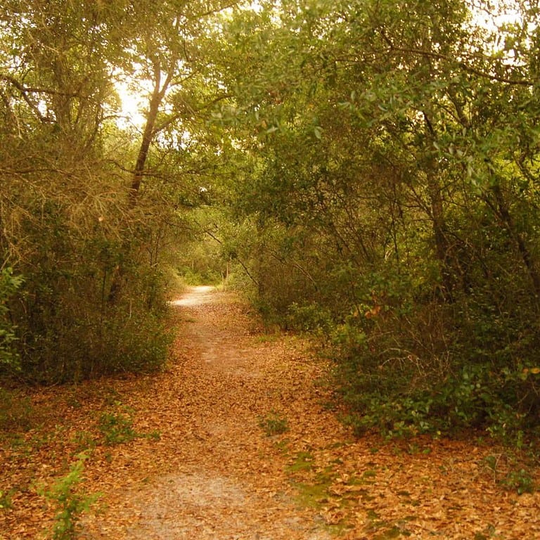 Discover the 14 Best Things to Do with Kids at Blue Spring State Park ...