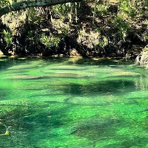 Discover the 14 Best Things to Do with Kids at Blue Spring State Park ...