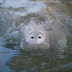 Your Ultimate Guide to Swimming with Manatees in Florida! – Walk and Paddle