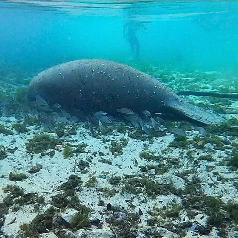 Your Ultimate Guide to Swimming with Manatees in Florida! – Walk and Paddle