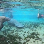 Your Ultimate Guide to Swimming with Manatees in Florida! – Walk and Paddle