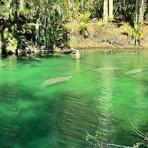 Visiting Florida: Best Places to See Manatees This Winter! – Walk and ...