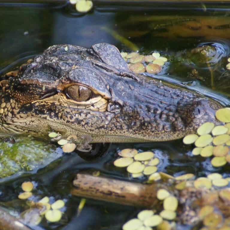 From Manatees to Crocodiles: Florida’s Amazing Wildlife – Walk and Paddle
