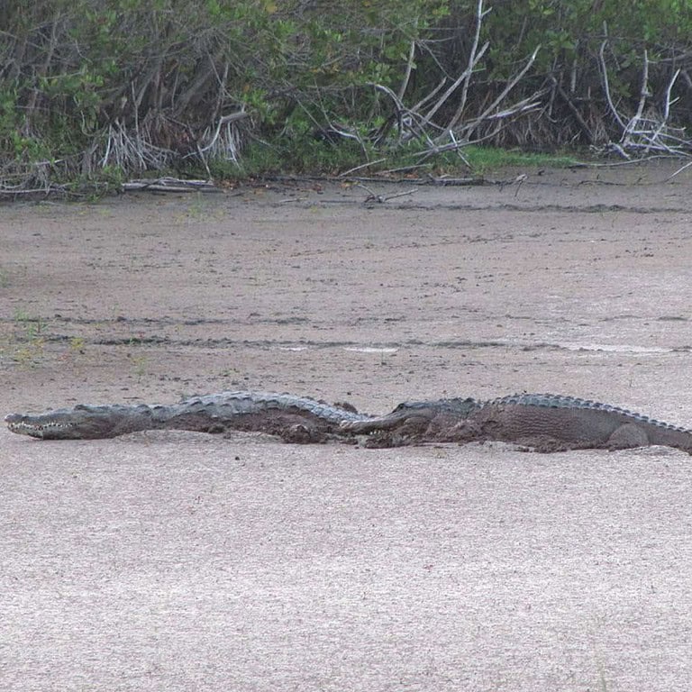 From Manatees to Crocodiles: Florida’s Amazing Wildlife – Walk and Paddle