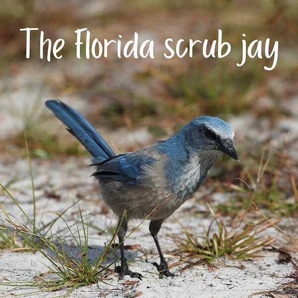 Found Only in Florida: A Curious Bird, a Shrinking Habitat, and a ...