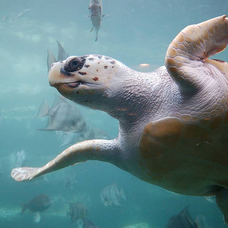 From Manatees to Crocodiles: Florida’s Amazing Wildlife – Walk and Paddle