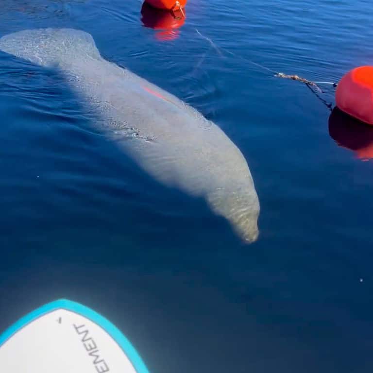 The Florida Manatee: A Guide for Visitors – Walk and Paddle