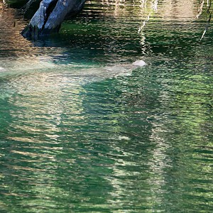 The Florida Manatee: A Guide for Visitors – Walk and Paddle