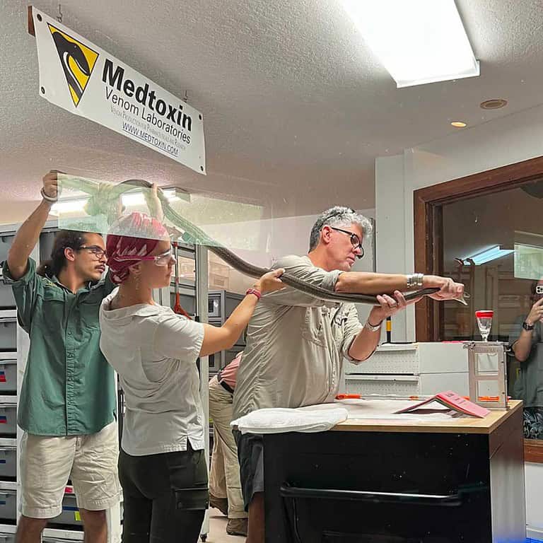 Family Adventure: Experience Venom Extractions at the Reptile Discovery ...