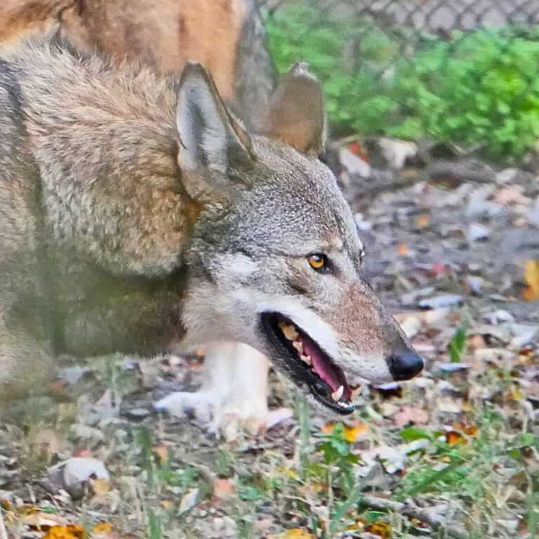 Planning a Trip to Homosassa Springs Wildlife State Park? Here’s What ...
