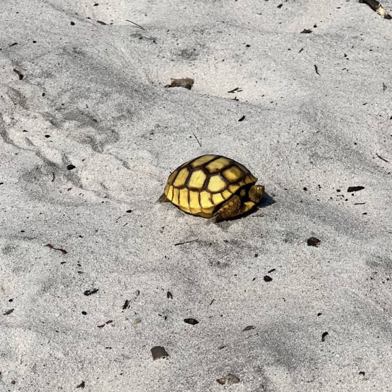 Visitor’s Guide to Oscar Scherer State Park – Walk and Paddle